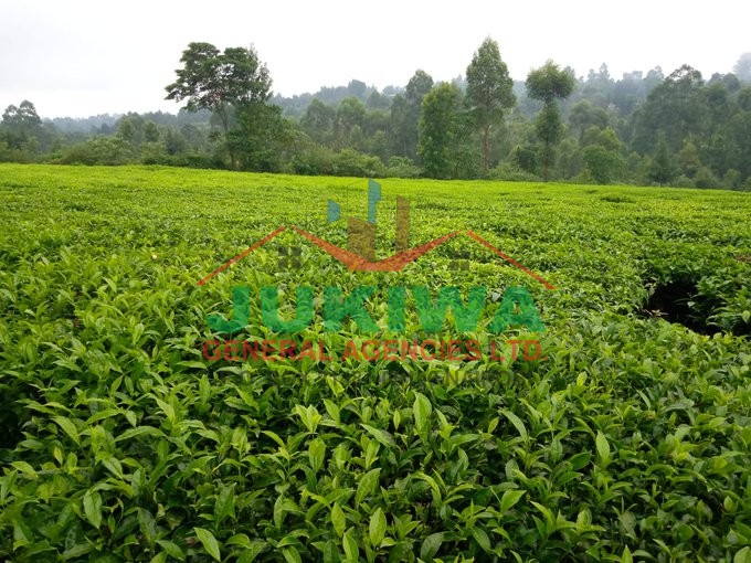 10 acres of tea plantation available for sale in Belgut constituency ...