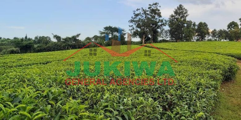 5 acres of tea plantation available for sale in Tigoni, Limuru Kiambu ...